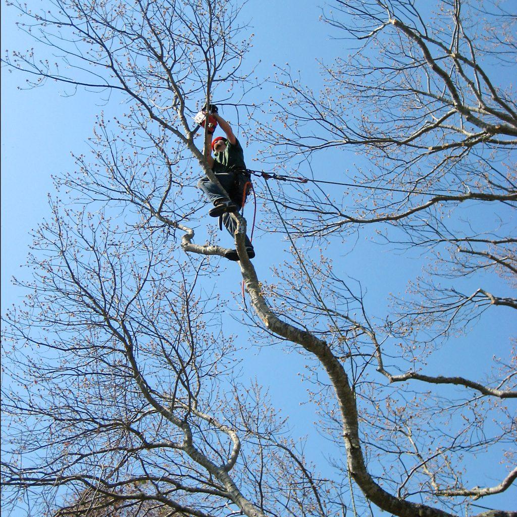 Tree Pruning | Forest Keepers Tree Care
