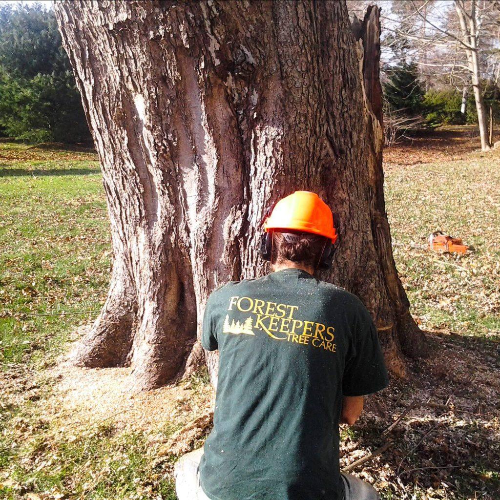 Tree Removal | Forest Keepers Tree Care