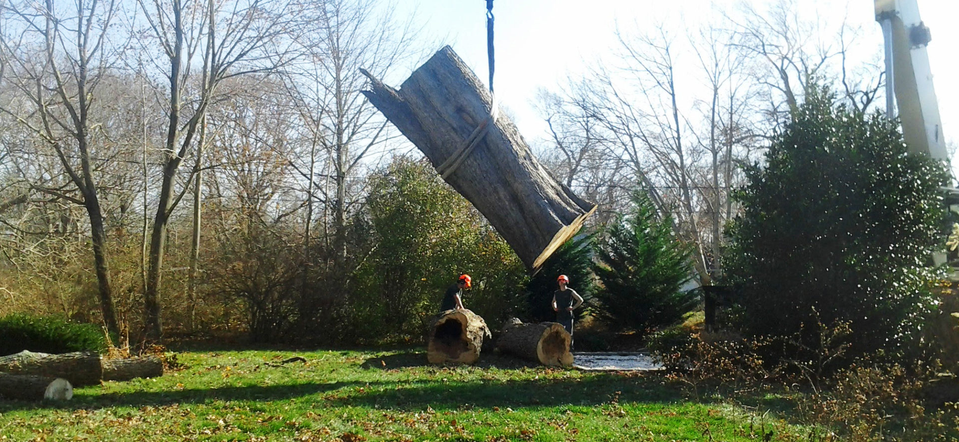 Tree Removal | Forest Keepers Tree Care